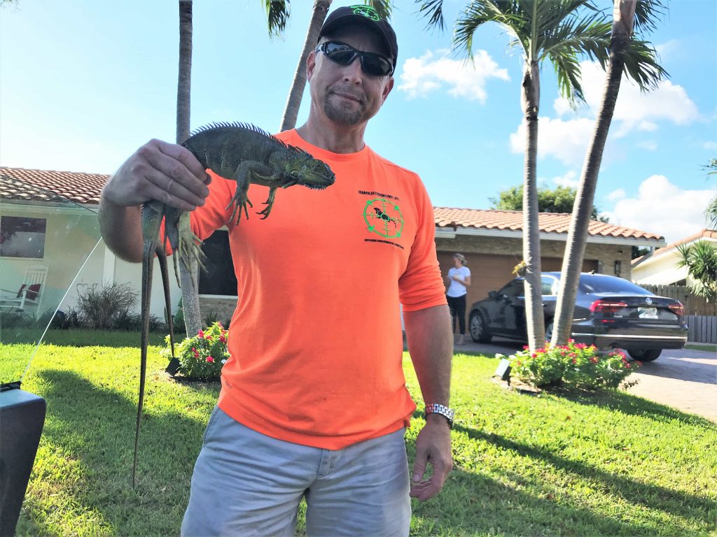 Iguana Trapping Services - South Florida