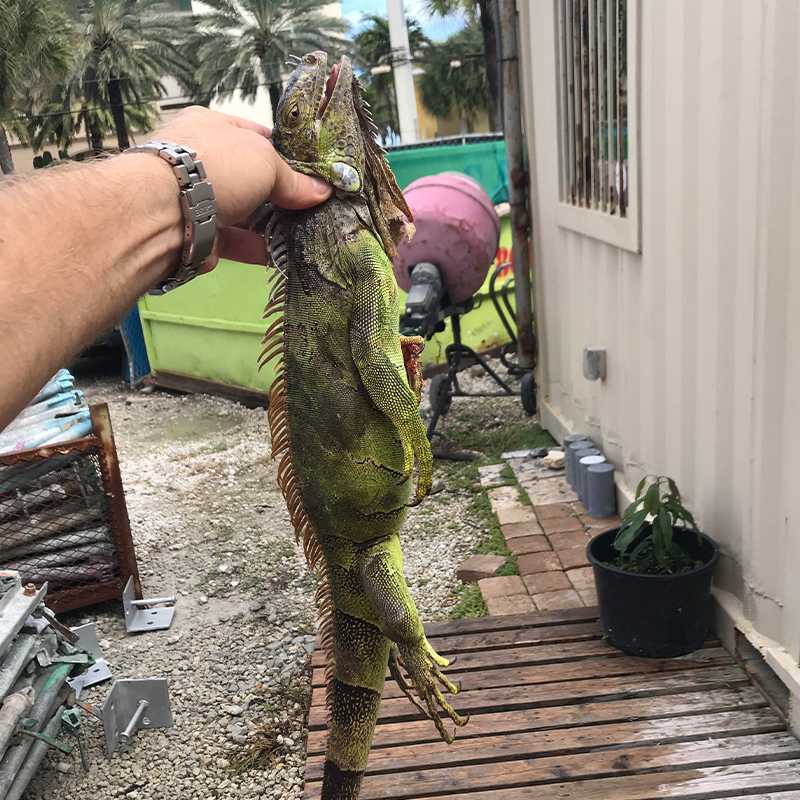 Gallery of Pictures and Videos of Iguana Removal