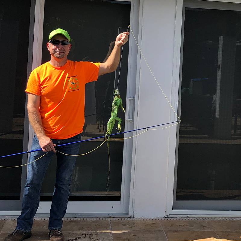 Gallery of Pictures and Videos of Iguana Removal