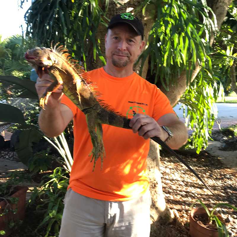 Gallery of Pictures and Videos of Iguana Removal