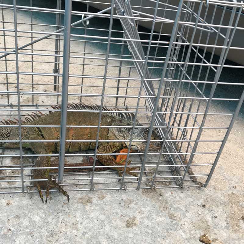 Gallery of Pictures and Videos of Iguana Removal