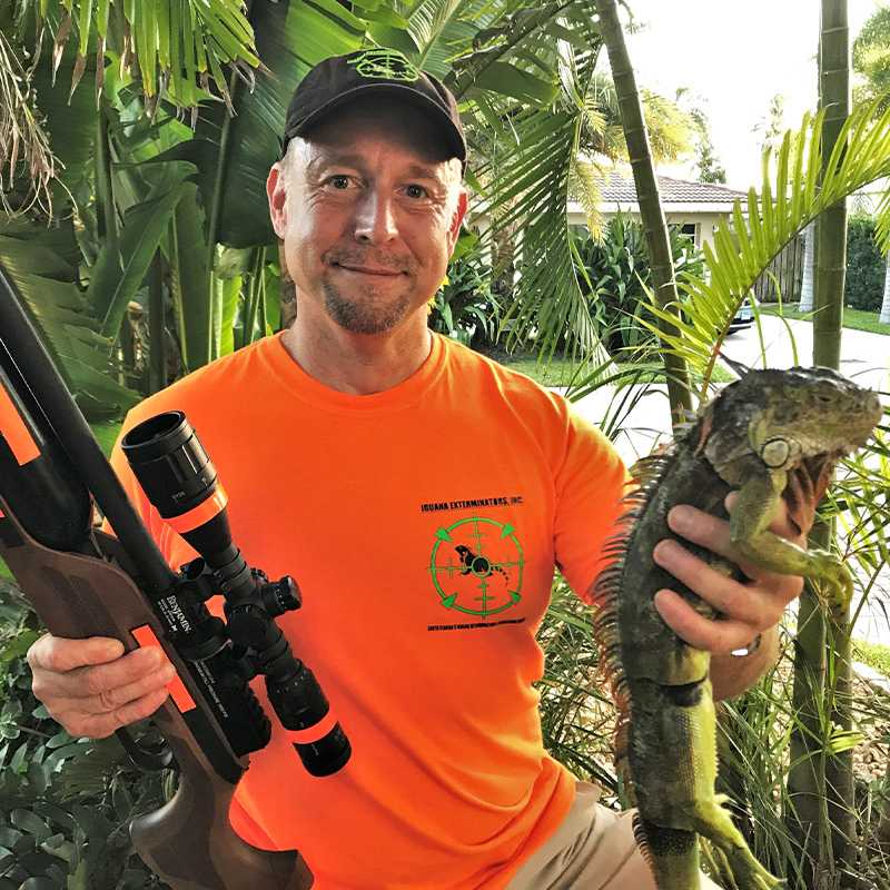 Gallery of Pictures and Videos of Iguana Removal