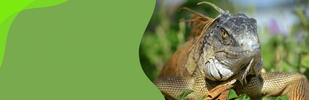 Gallery of Pictures and Videos of Iguana Removal