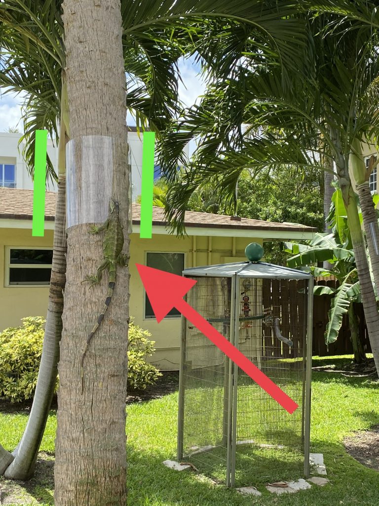 Iguana Control & Prevention Services