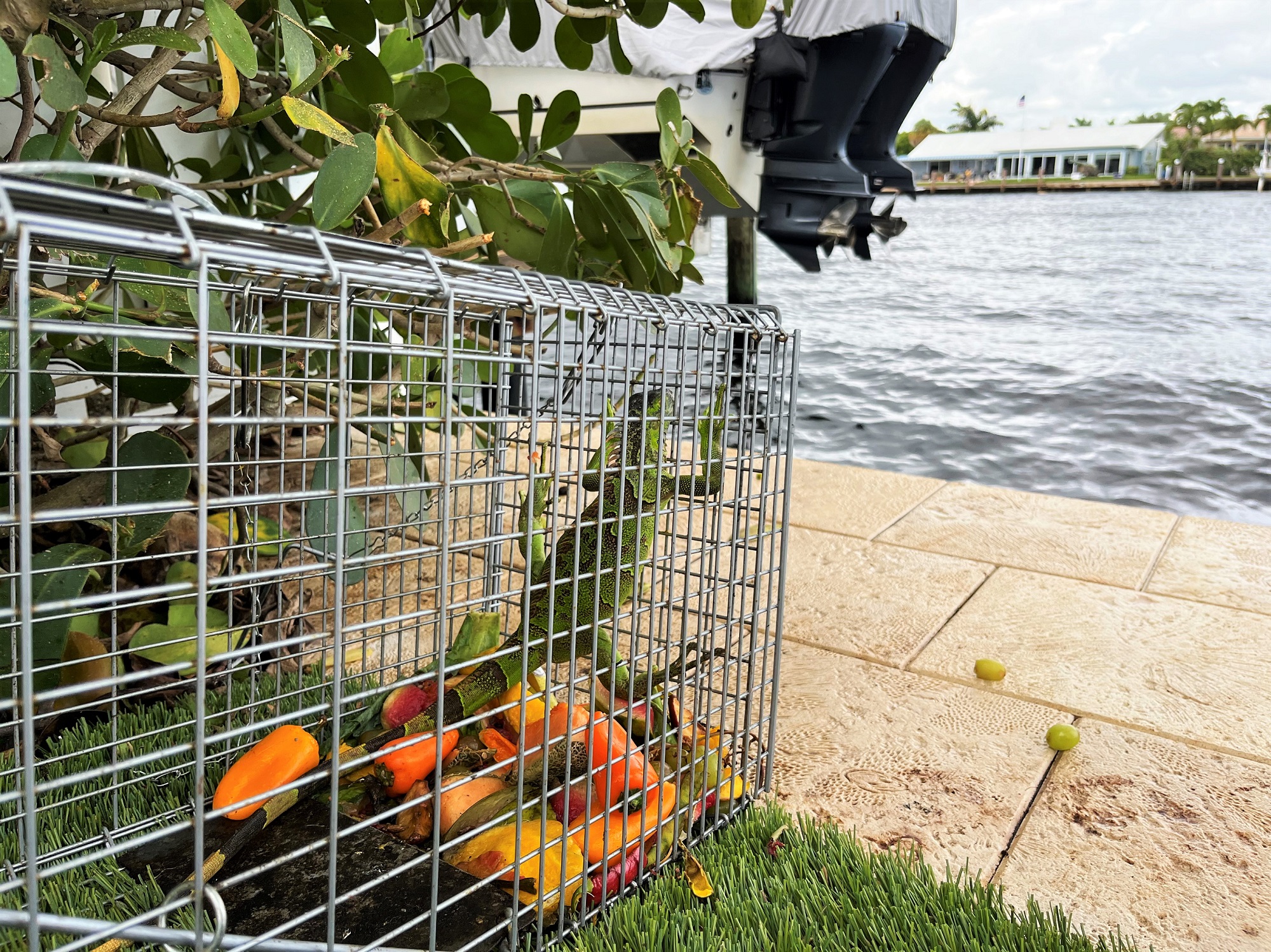 Iguana Trapping - The Benefits for Your Property - Florida’s Iguana ...