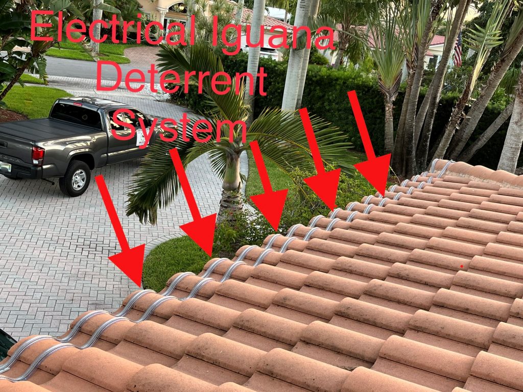 Iguana Control & Prevention Services