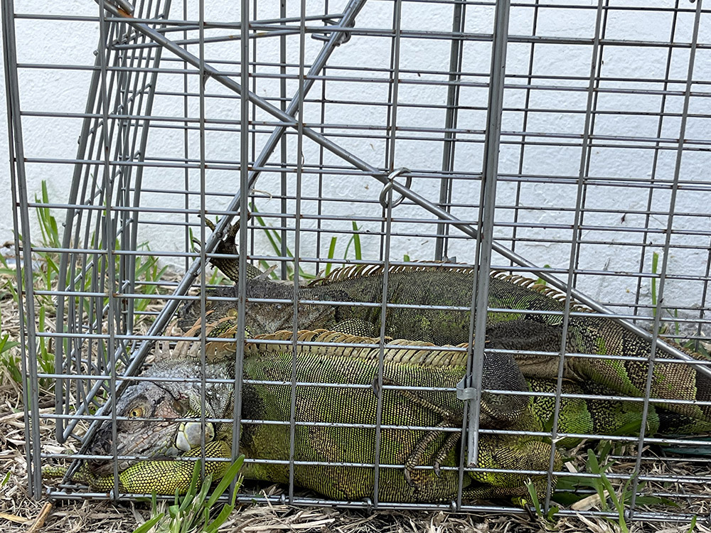 Services - Iguana Removal and Extermination